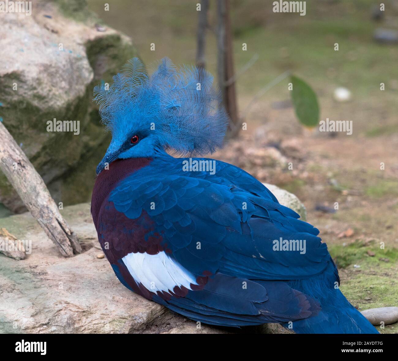 Beautiful bird, Grey Crowned Crane with blue eye and red wattle Stock ...