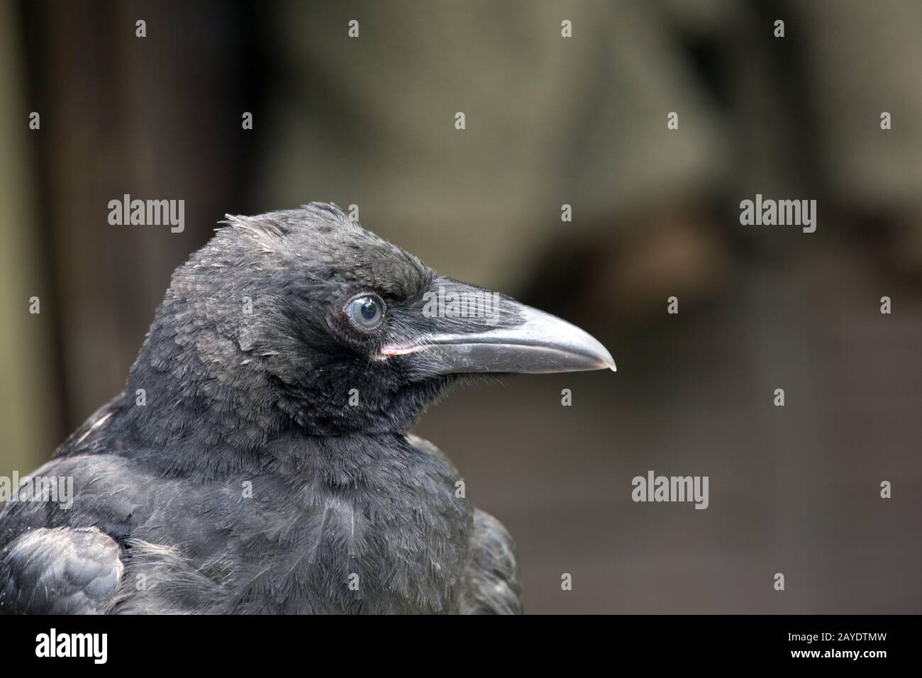Tame crow High Resolution Stock Photography and Images - Alamy