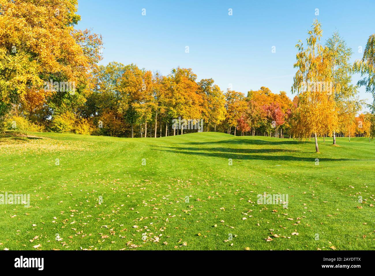 Field green forest in hi-res stock photography and images - Alamy