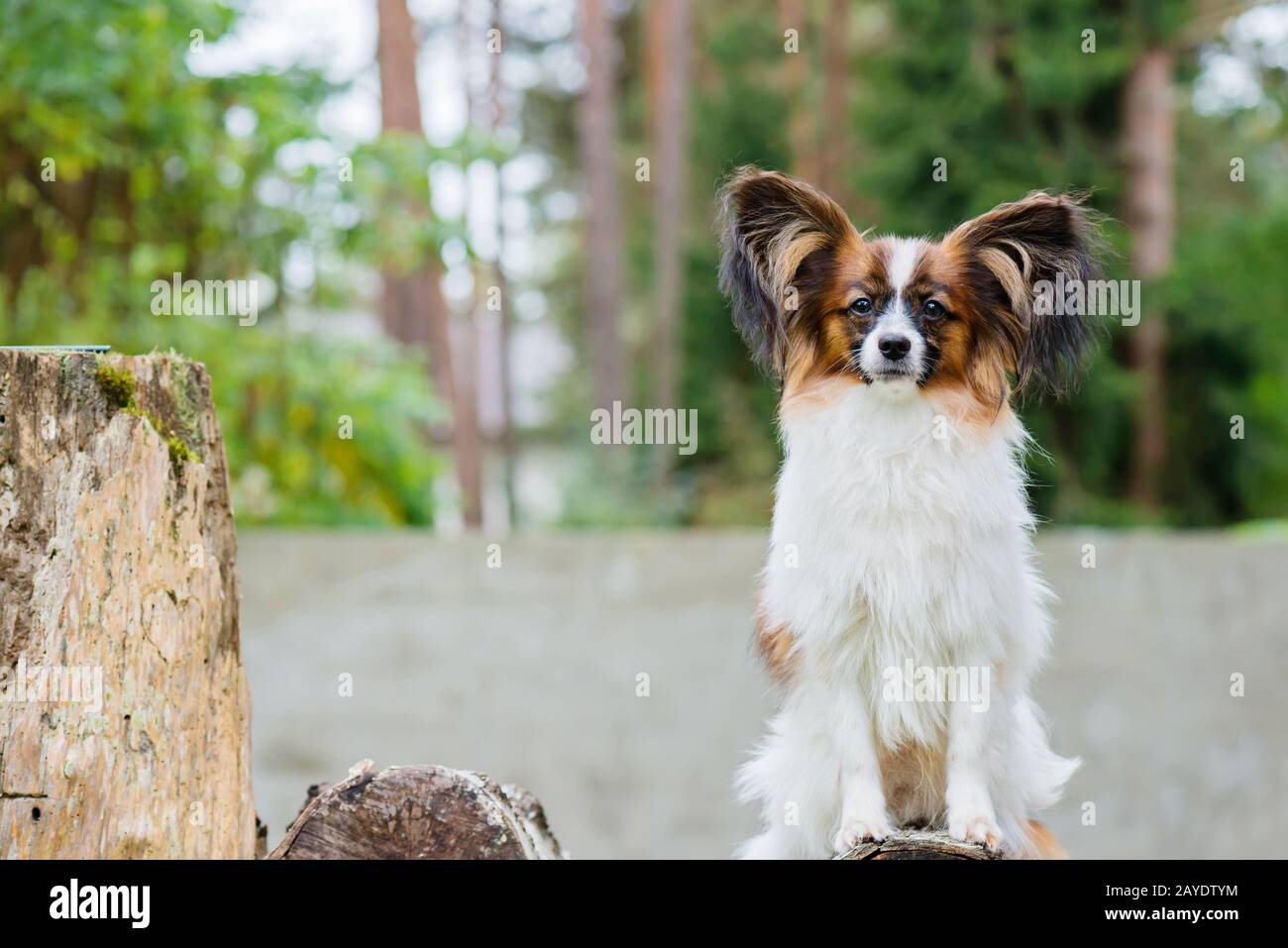 Dog behind wall hi-res stock photography and images - Alamy