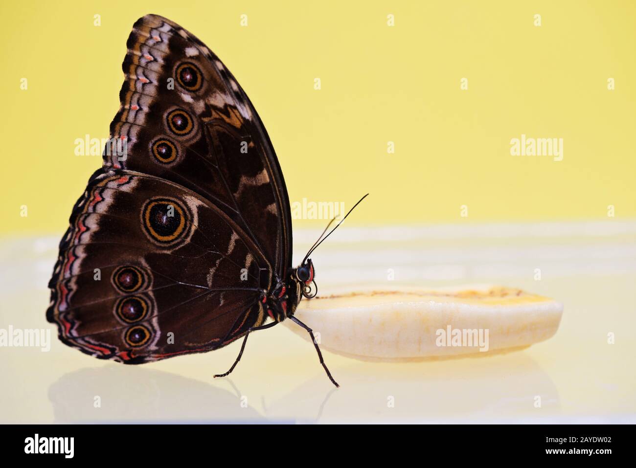 Blue Morpho Butterfly Eating