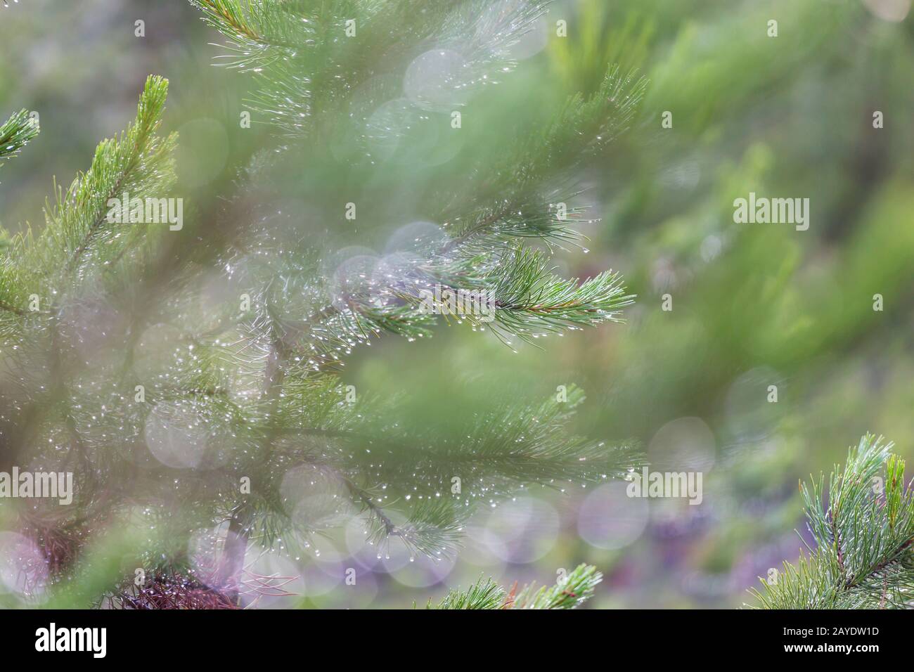 Wet pinecone hi-res stock photography and images - Alamy