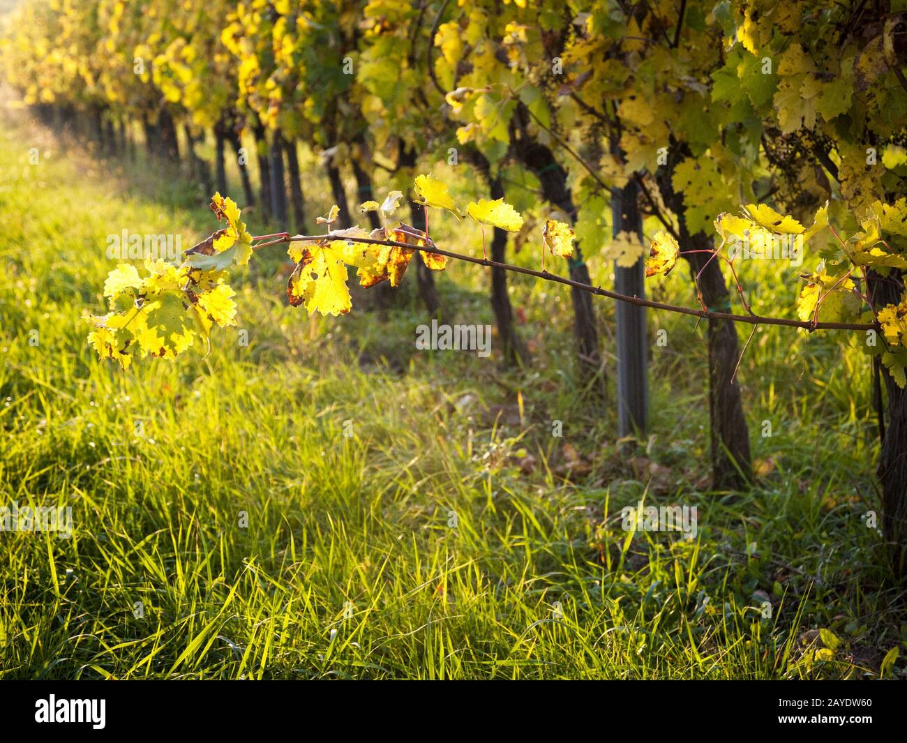 Viticulture winery vineyard hi-res stock photography and images - Alamy