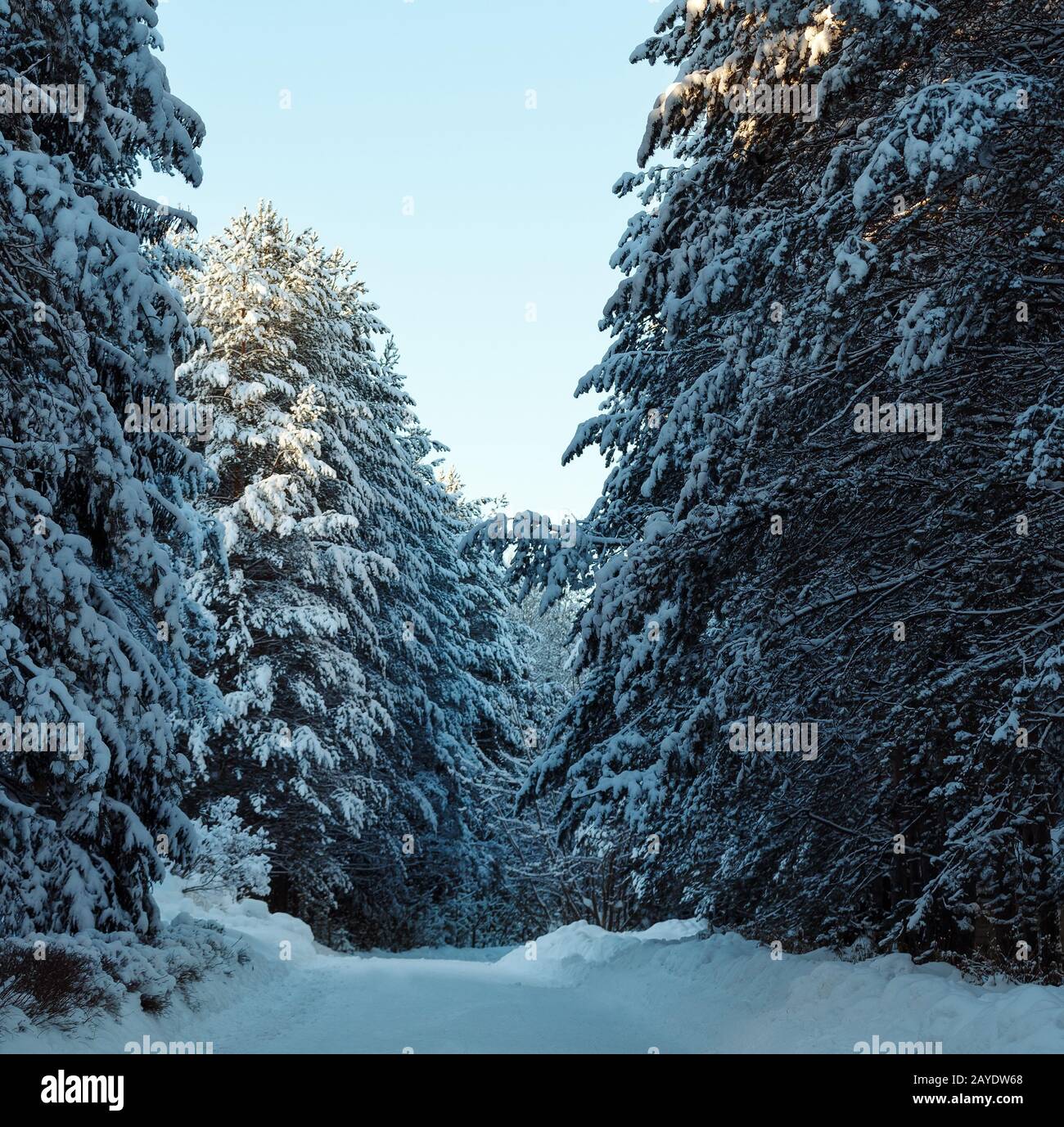 Vertical view snowy road hi-res stock photography and images - Alamy