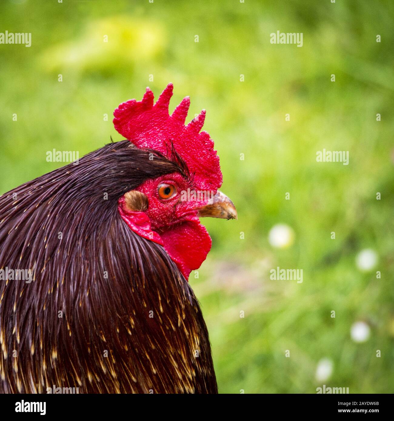 Rooster on a farm Stock Photo - Alamy