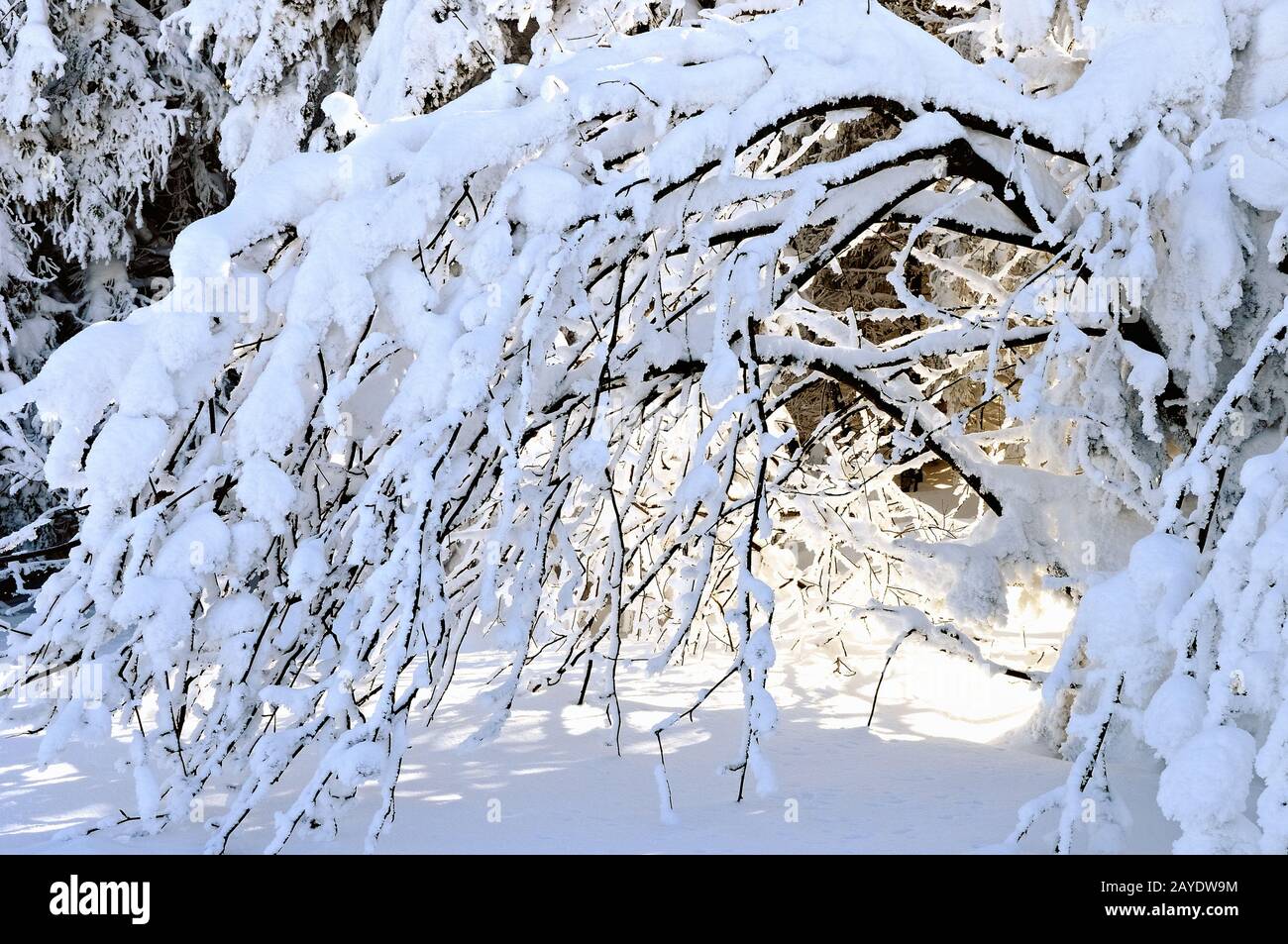 Sunlight under the snow load in the forest Stock Photo - Alamy