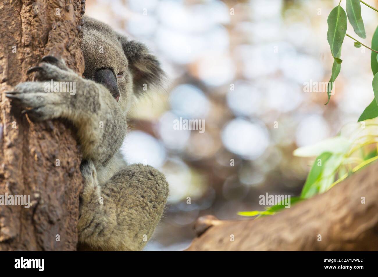 Koala alone hi-res stock photography and images - Alamy