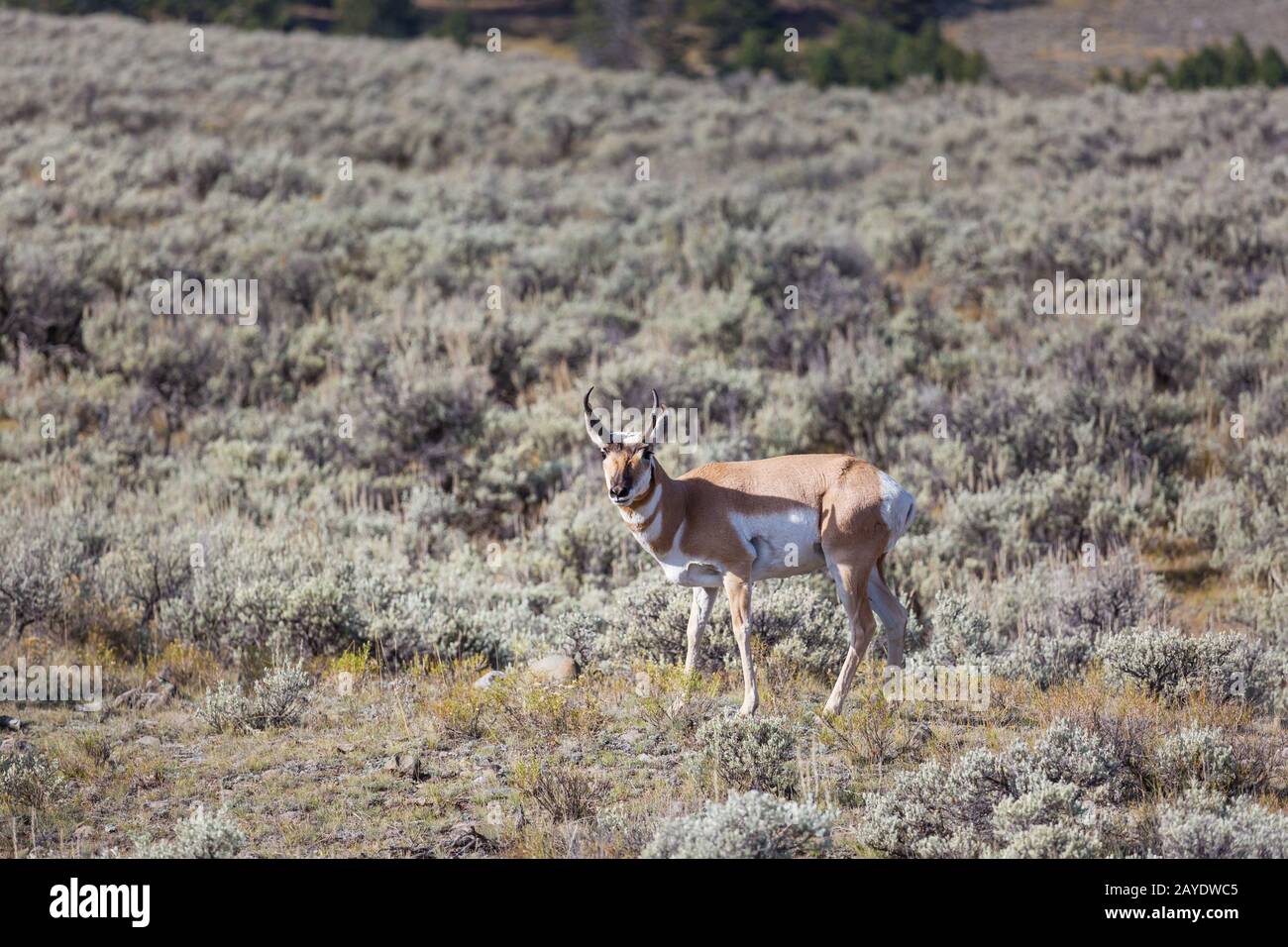 Pronghorn great plains hi-res stock photography and images - Alamy