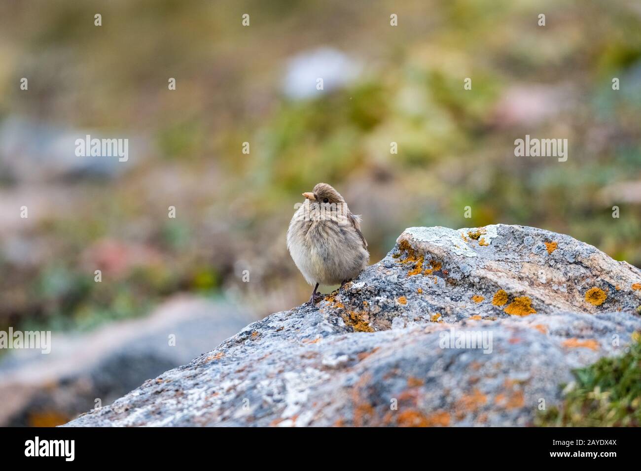 cute baby tibetan rosefinch Stock Photo - Alamy