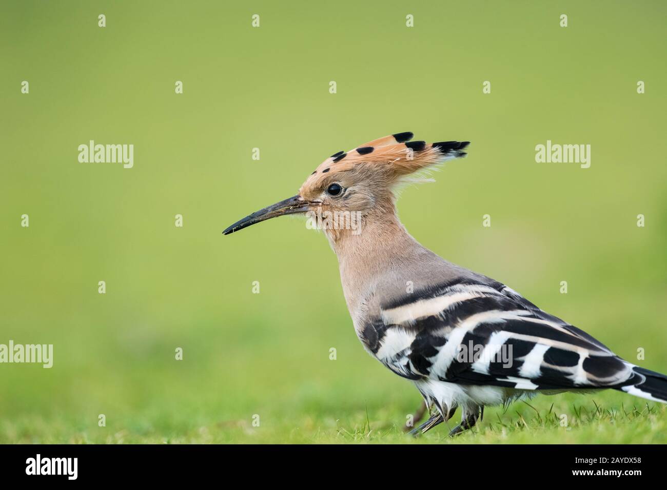 Hoopoe bird hi-res stock photography and images - Alamy