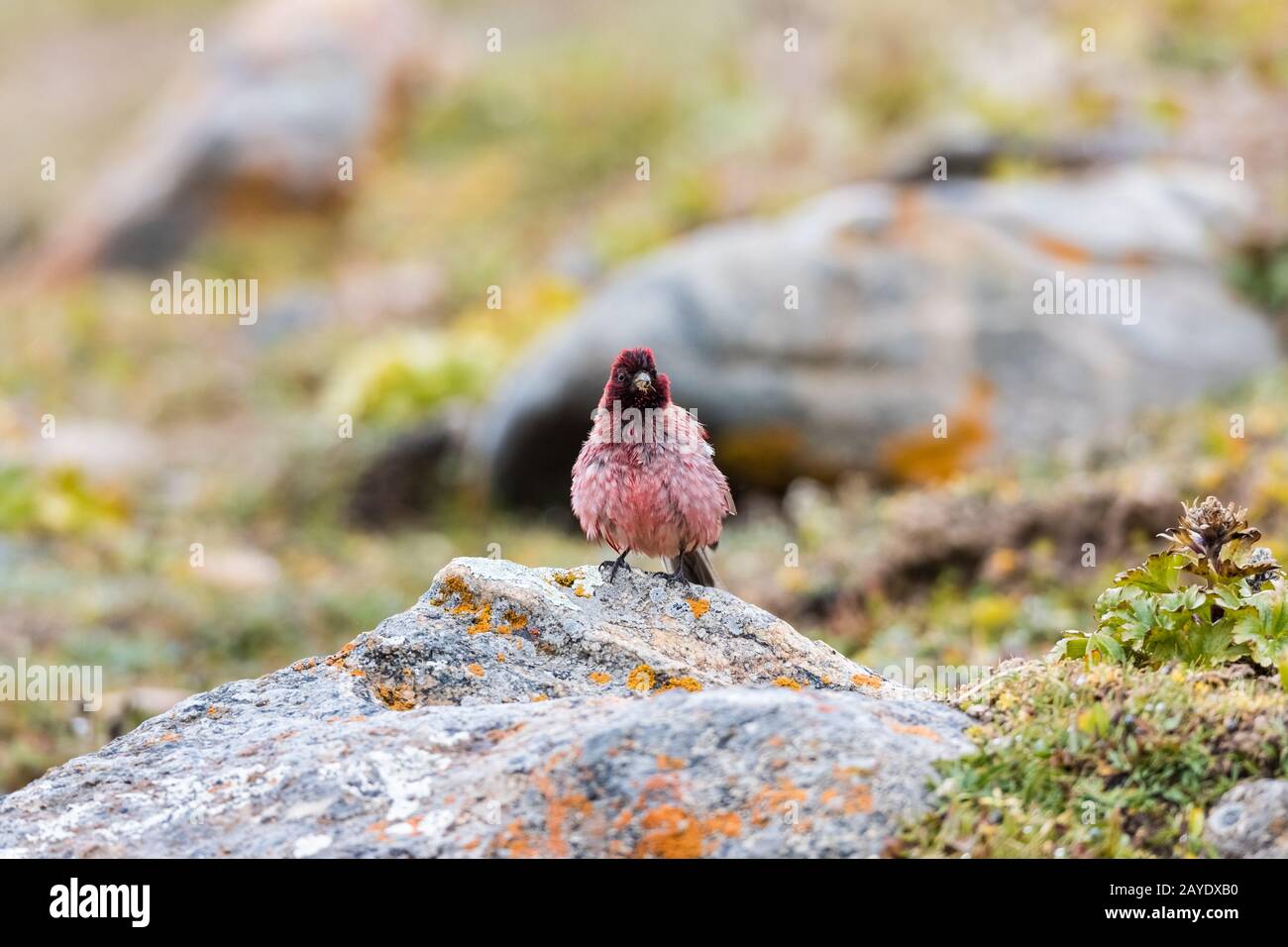 Rosefinch hi-res stock photography and images - Alamy