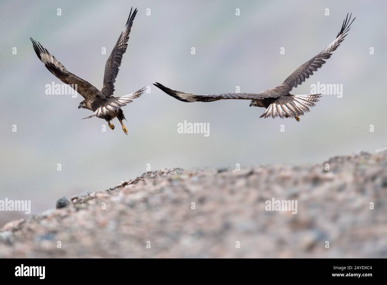 Flying posture hi-res stock photography and images - Alamy