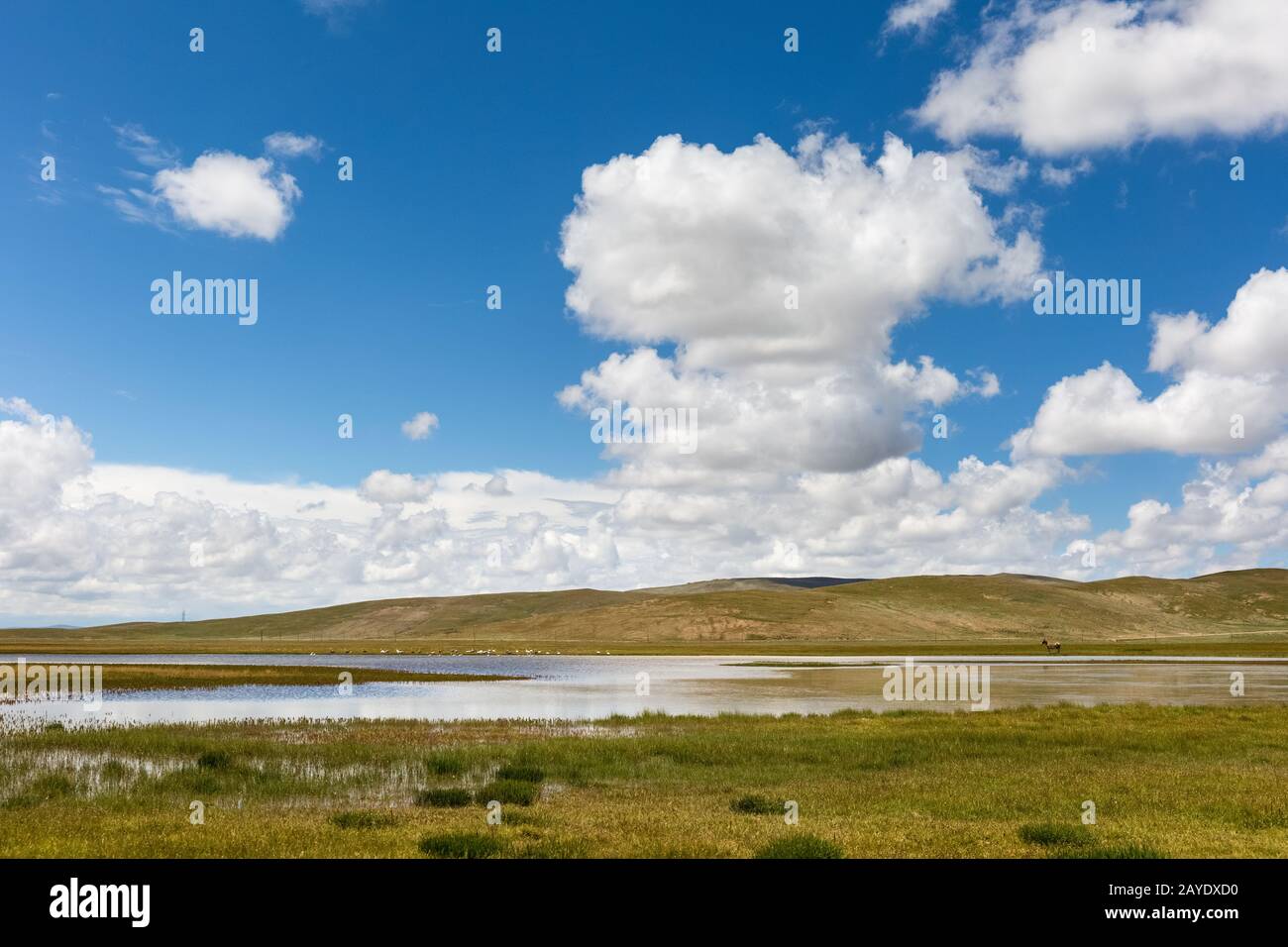 Wetlands and water hi-res stock photography and images - Alamy