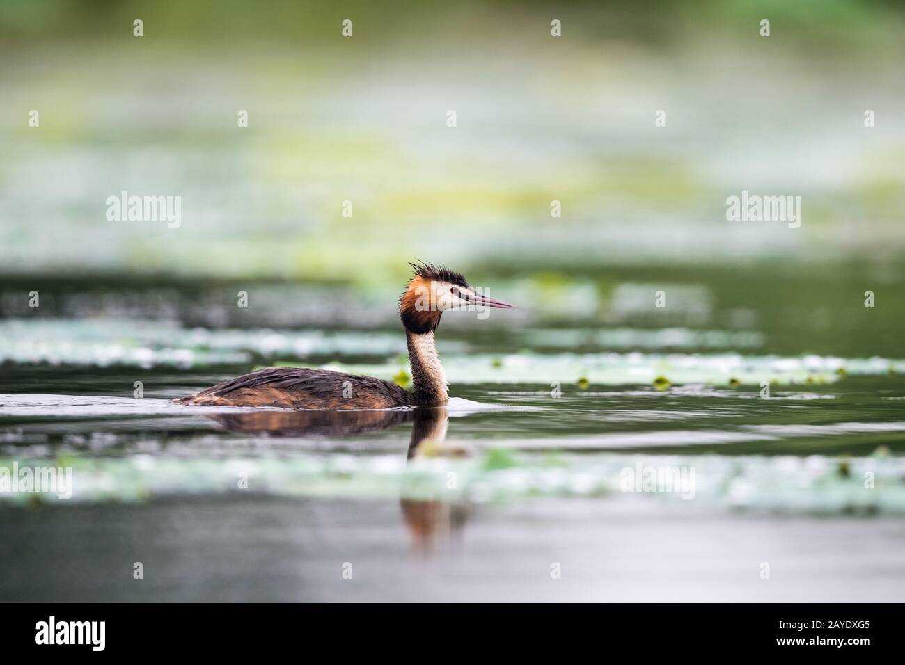 Beautiful bird great on hi-res stock photography and images - Alamy