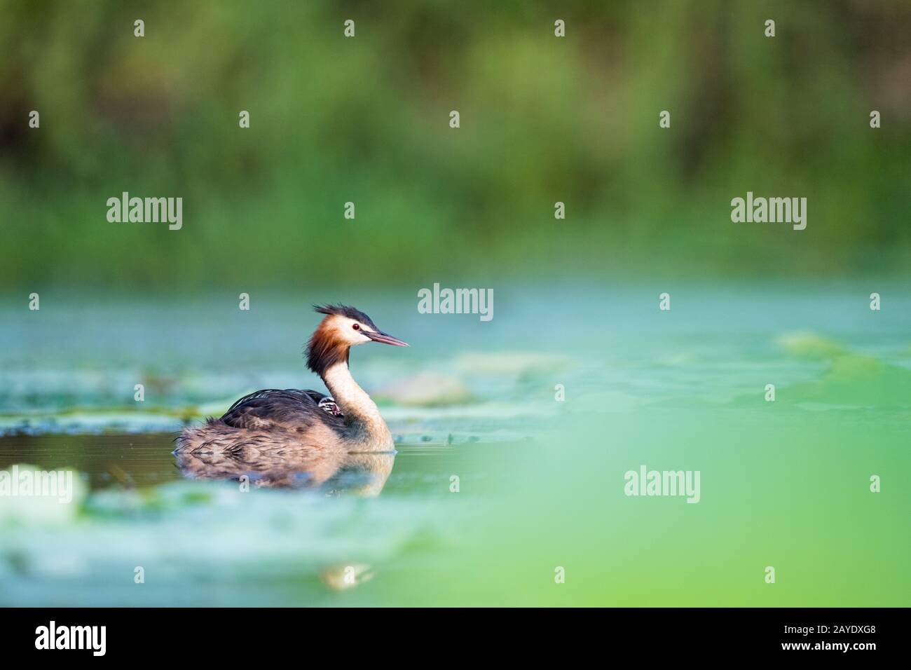 Beautiful loon bird hi-res stock photography and images - Alamy