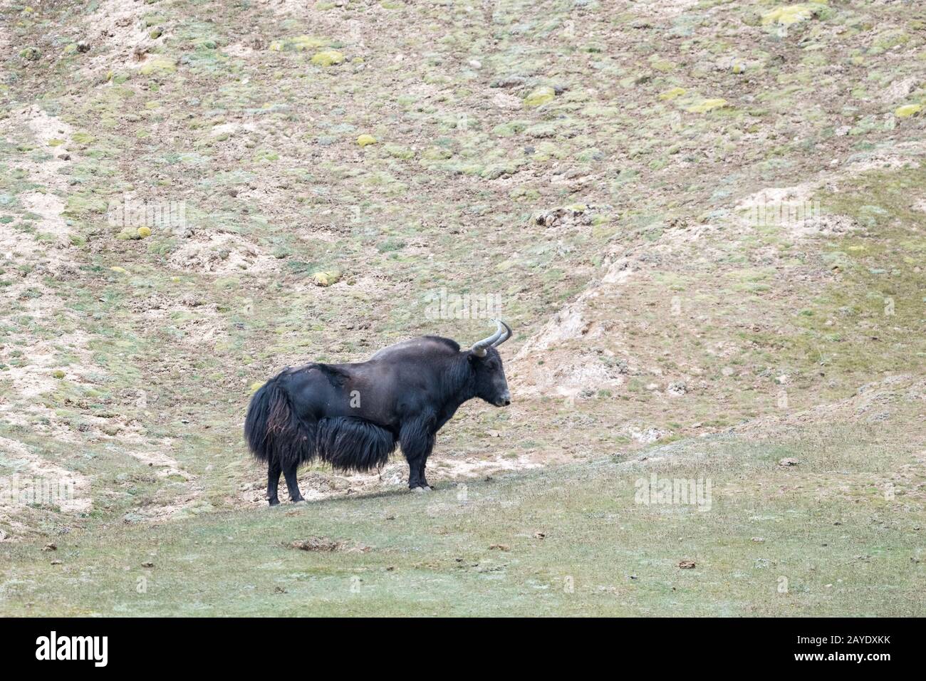 Yak animals hi-res stock photography and images - Alamy