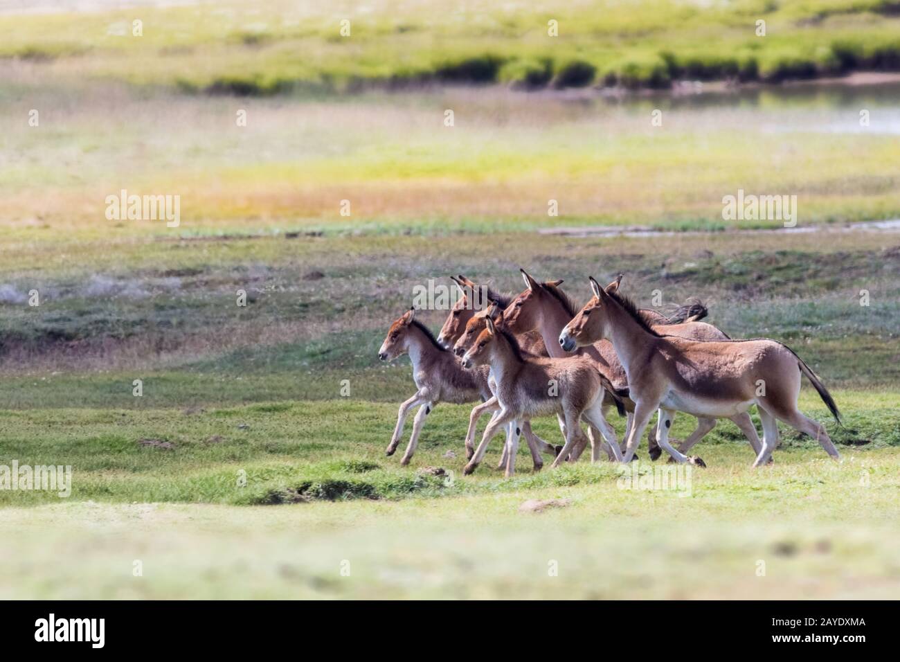 equus kiang in three river source region Stock Photo - Alamy
