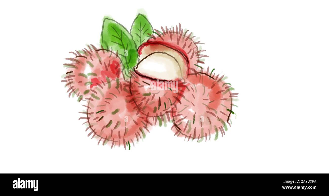 Rambutan drawing hi-res stock photography and images - Alamy
