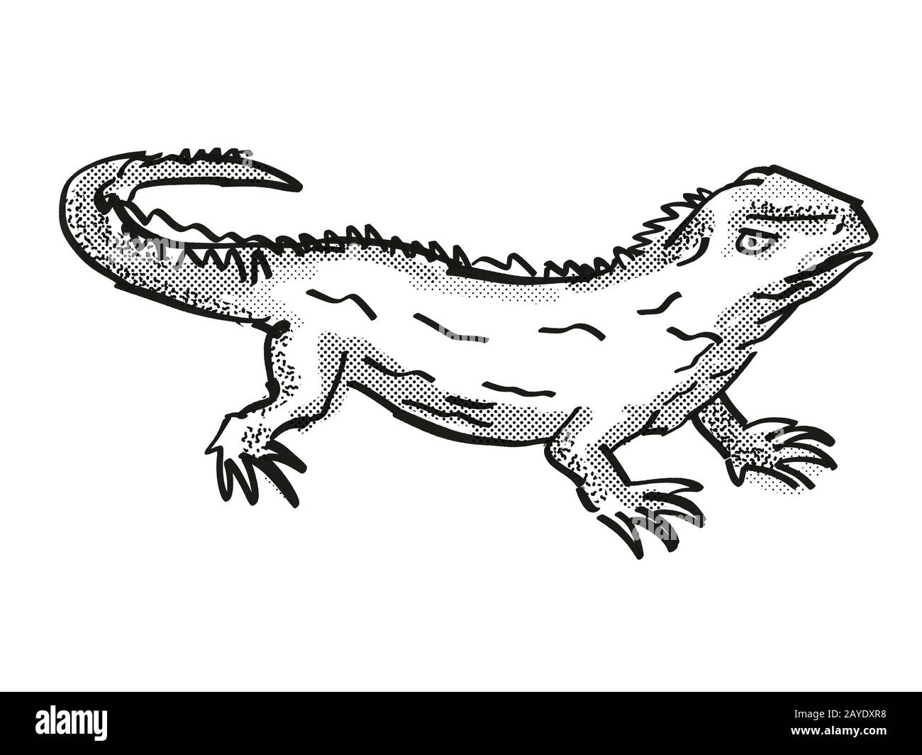 Tuatara New Zealand Wildlife Cartoon Retro Drawing Stock Photo - Alamy