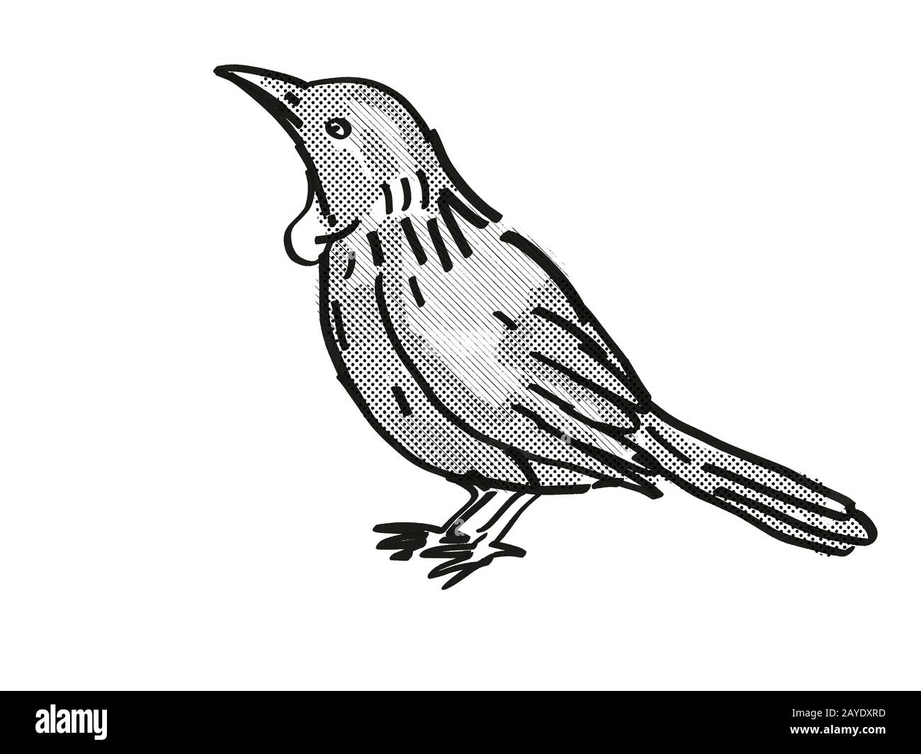 Tui New Zealand Bird Cartoon Retro Drawing Stock Photo - Alamy