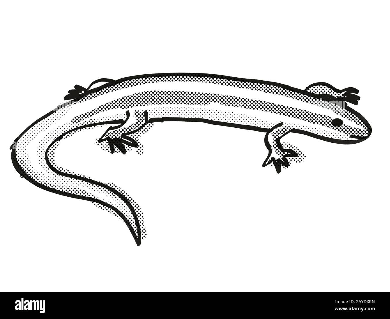 New zealand skink hi-res stock photography and images - Alamy