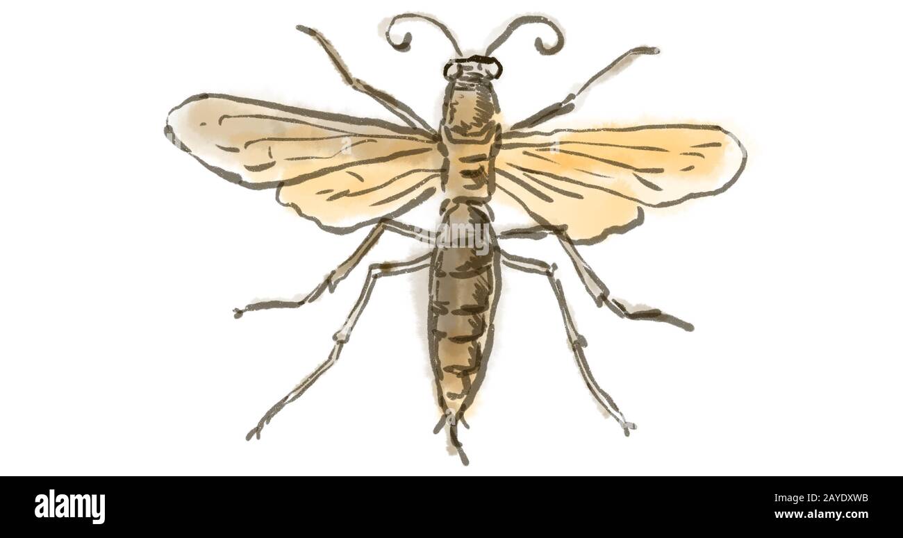 Wasp Watercolor Drawing Stock Photo - Alamy