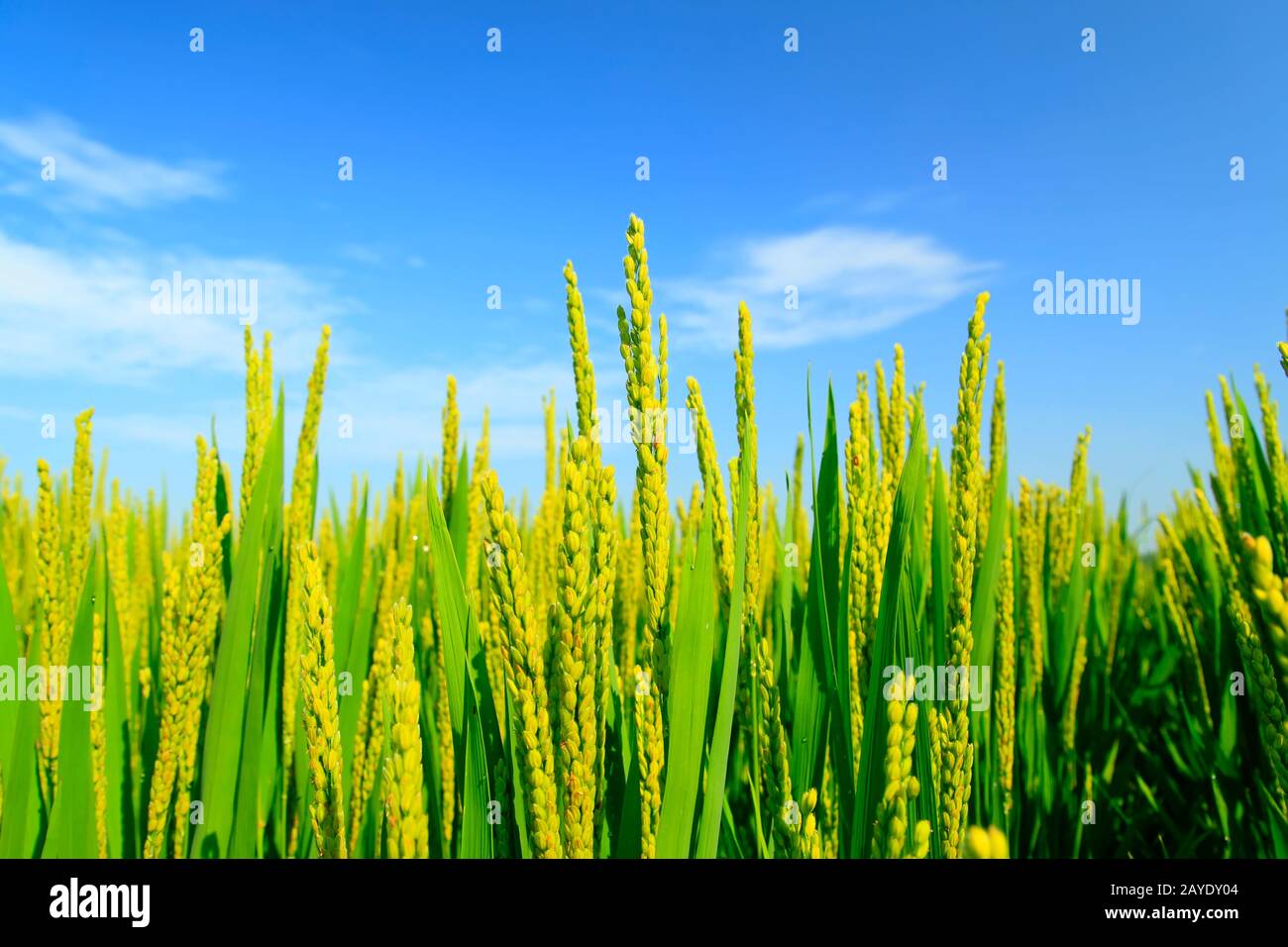 The rice in the field Stock Photo - Alamy