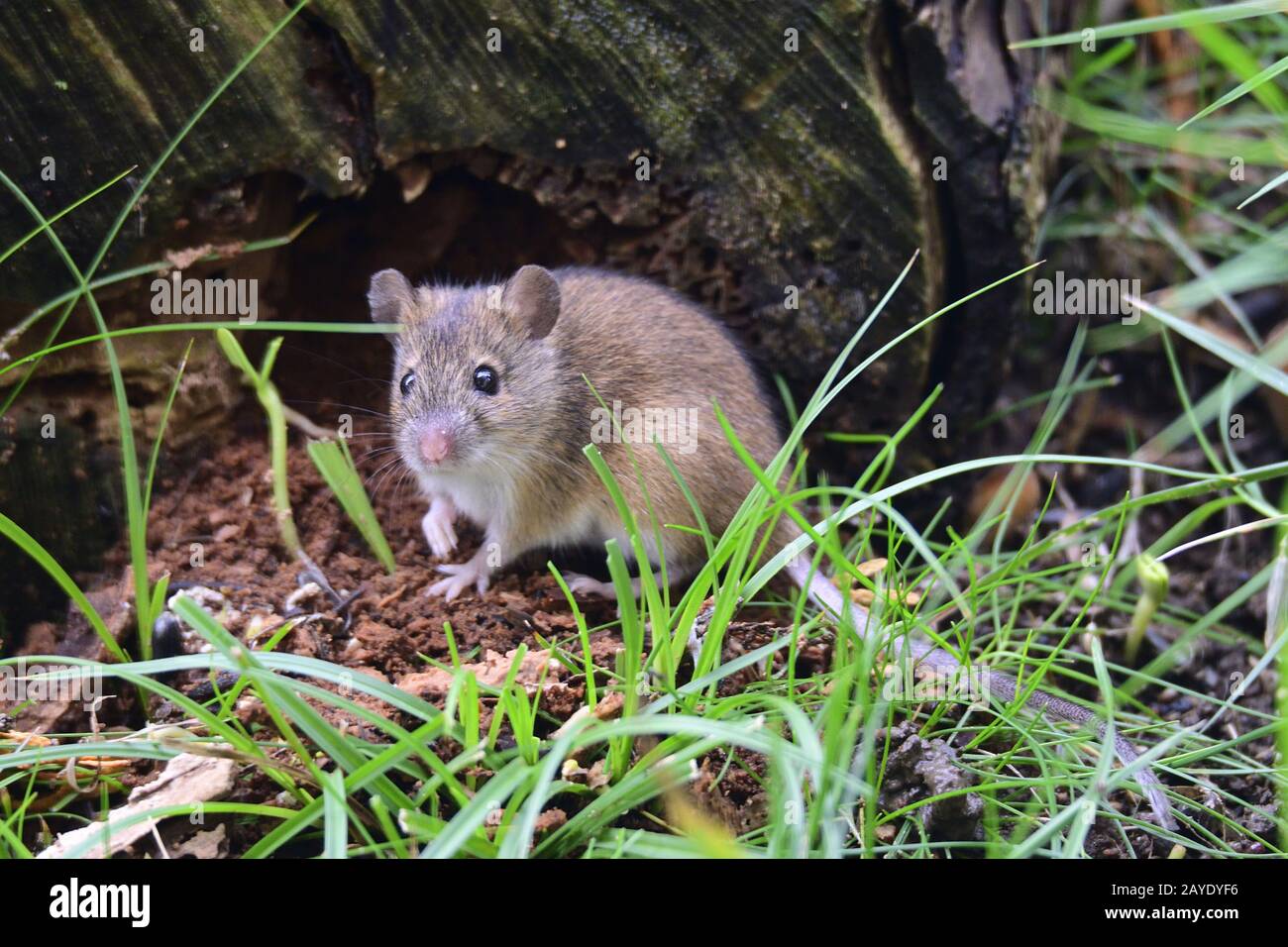 Striped mouse hi-res stock photography and images - Alamy