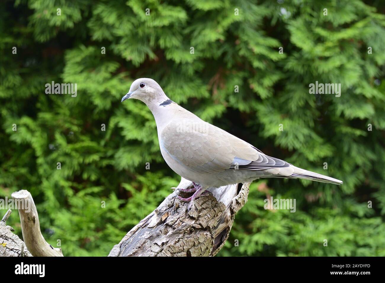 Eurasian collared dove head hi-res stock photography and images - Alamy
