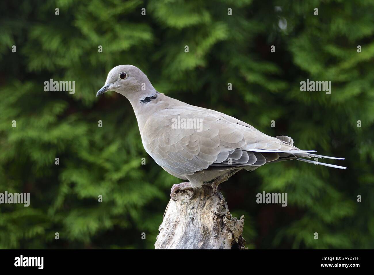 Profile of dove hi-res stock photography and images - Alamy