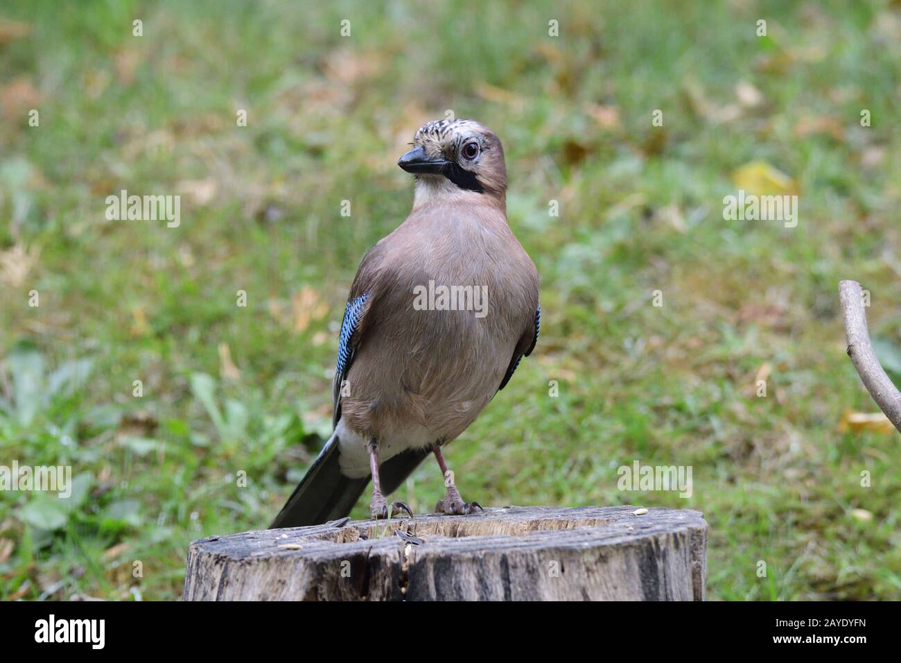 Close up common jay hi-res stock photography and images - Alamy