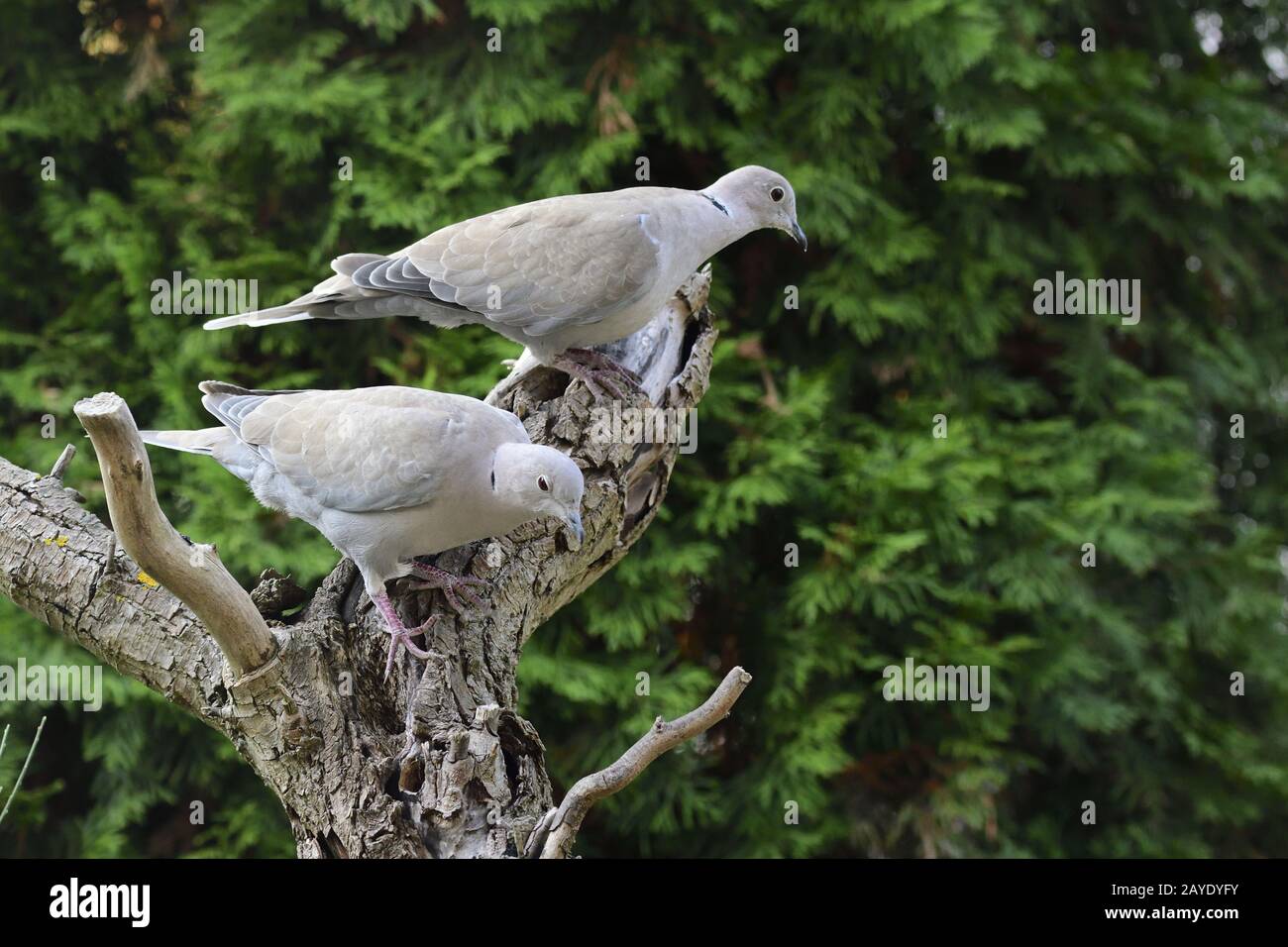 Turkish dove hi-res stock photography and images - Alamy