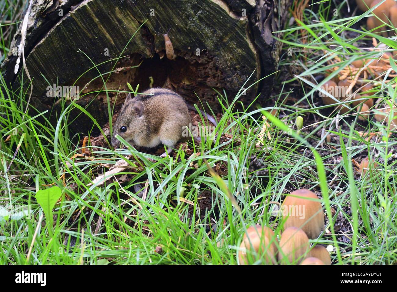 Striped field mouse Stock Photo - Alamy