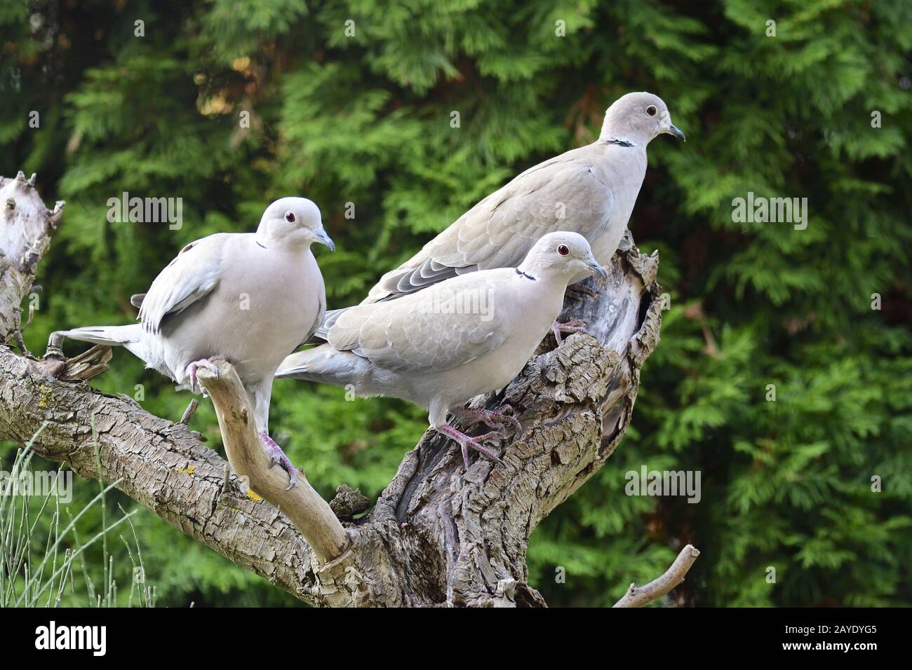 Collared dove resting hi-res stock photography and images - Alamy
