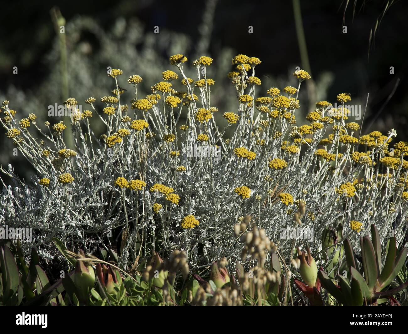plants on corsica Stock Photo - Alamy