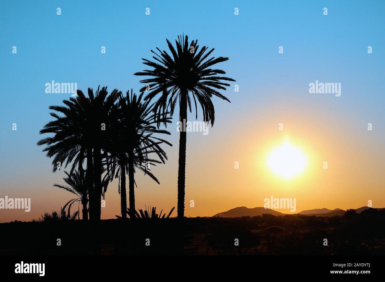 Sunrise under Namibia's palm trees Stock Photo - Alamy