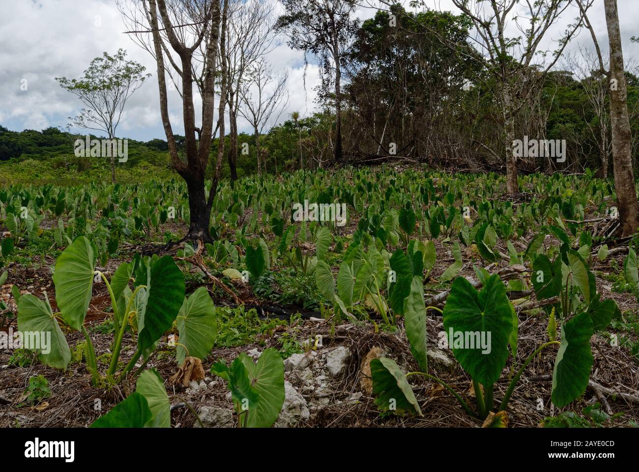 Taro growing in Niue, it is one of the most ancient cultivated crops in ...
