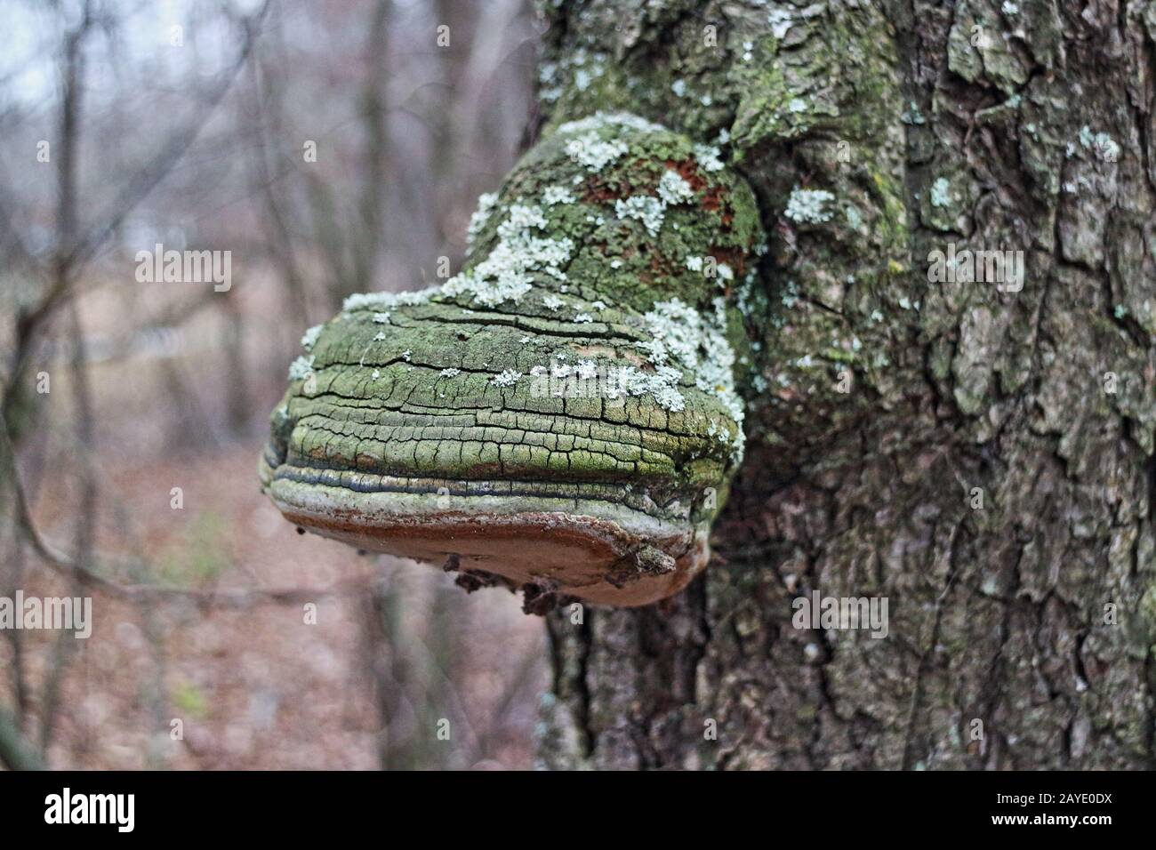 Phellinus Igniarius Mushroom Stock Photo - Alamy