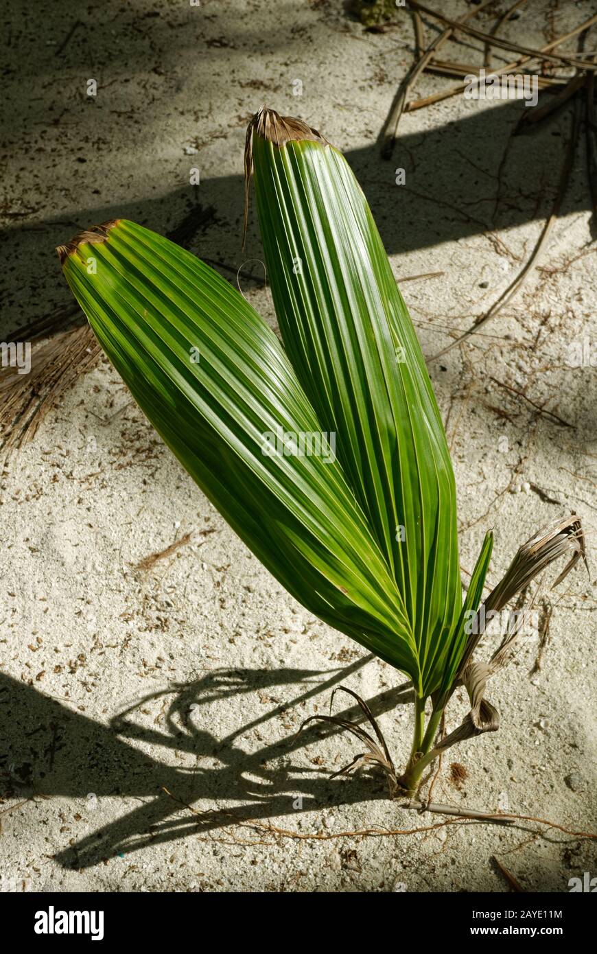 Coconut palm tree seedling hi-res stock photography and images - Alamy