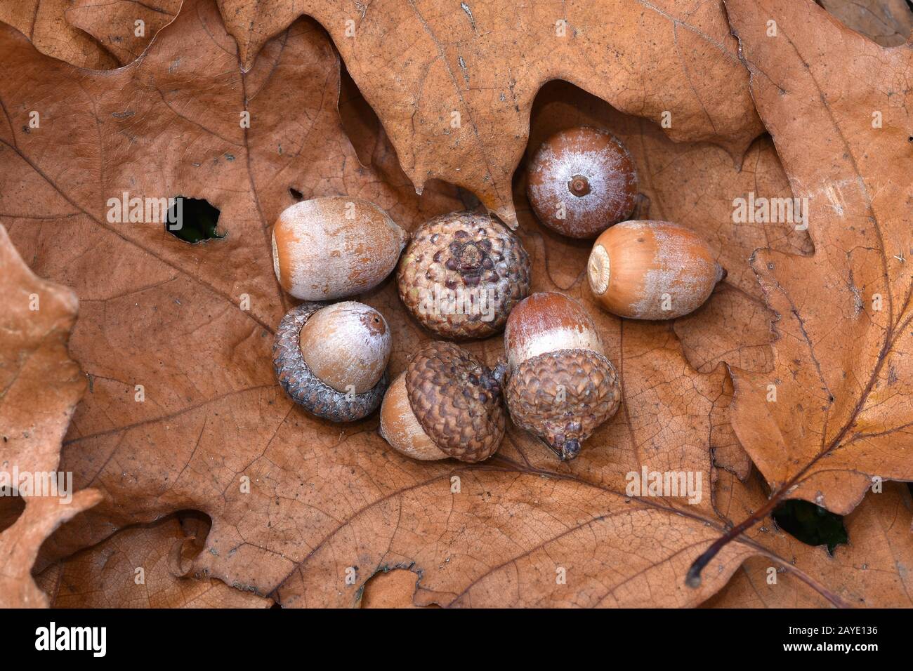 Oak tree fruit hi-res stock photography and images - Alamy