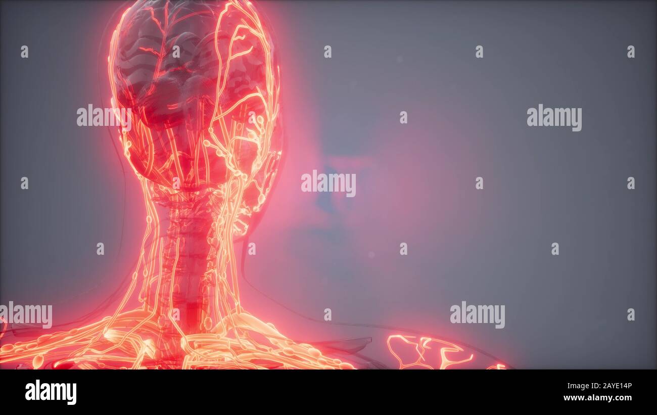 Blood Vessels of Human Body Stock Photo - Alamy