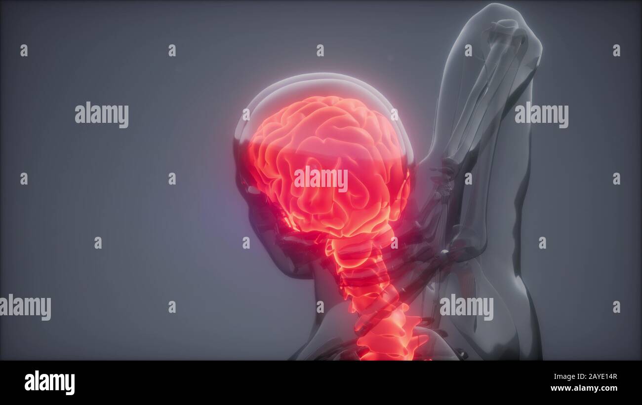 Backache in Back Bones Stock Photo - Alamy