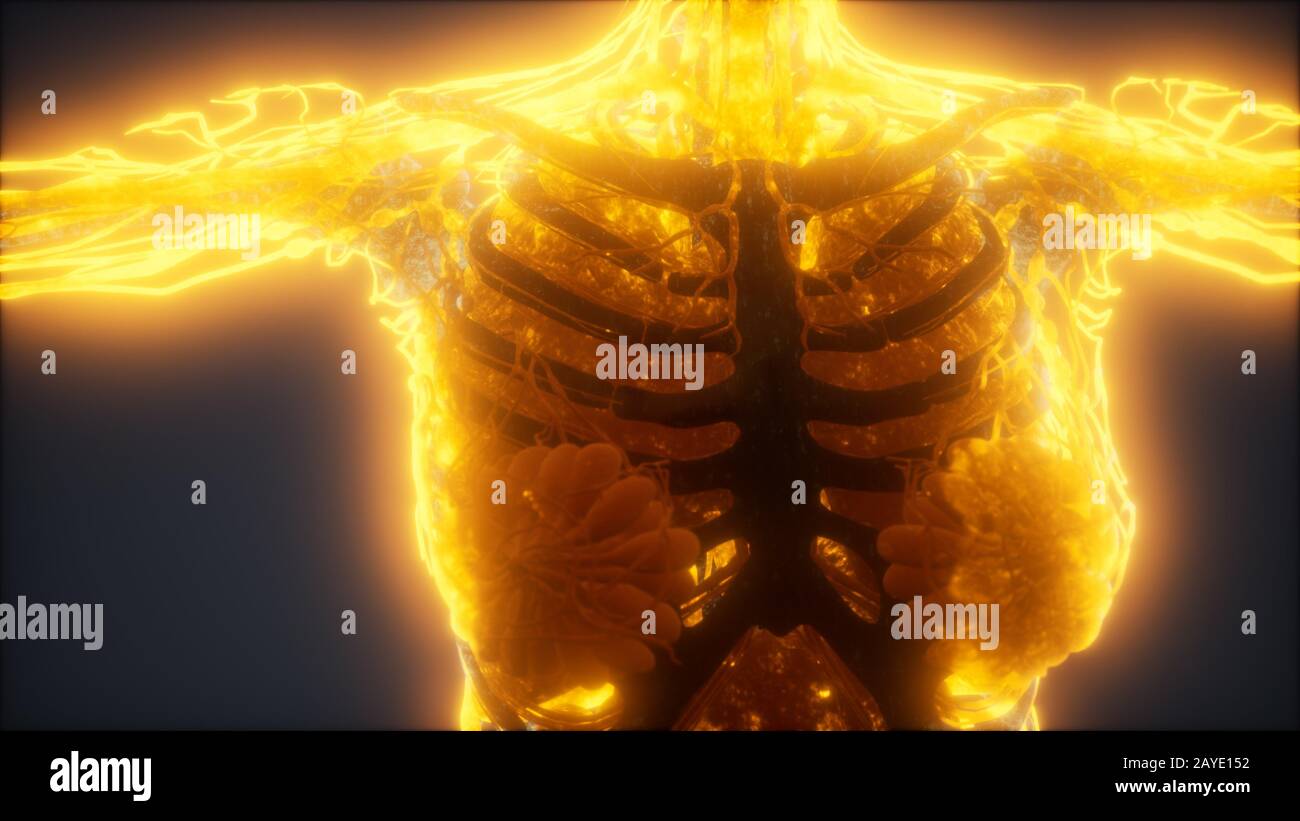 Colorful Human Body animation showing bones and organs Stock Photo - Alamy