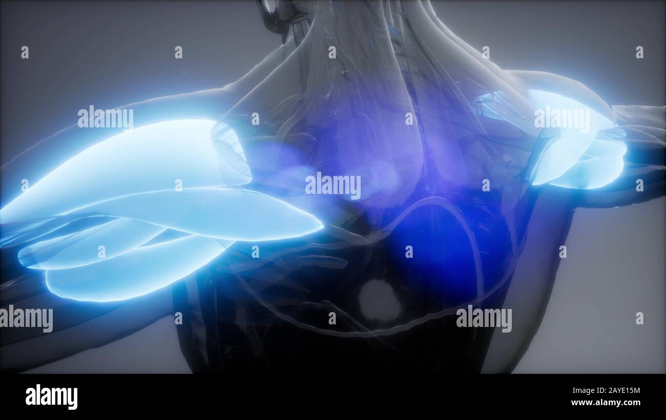 deltoid - Visible muscle anatomy map Stock Photo - Alamy