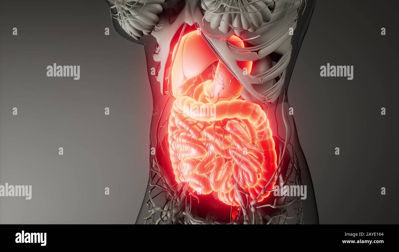 human digestive system parts and functions Stock Photo - Alamy