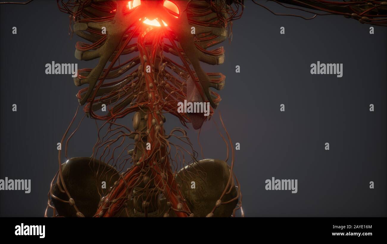 Heartbeat animation hi-res stock photography and images - Alamy