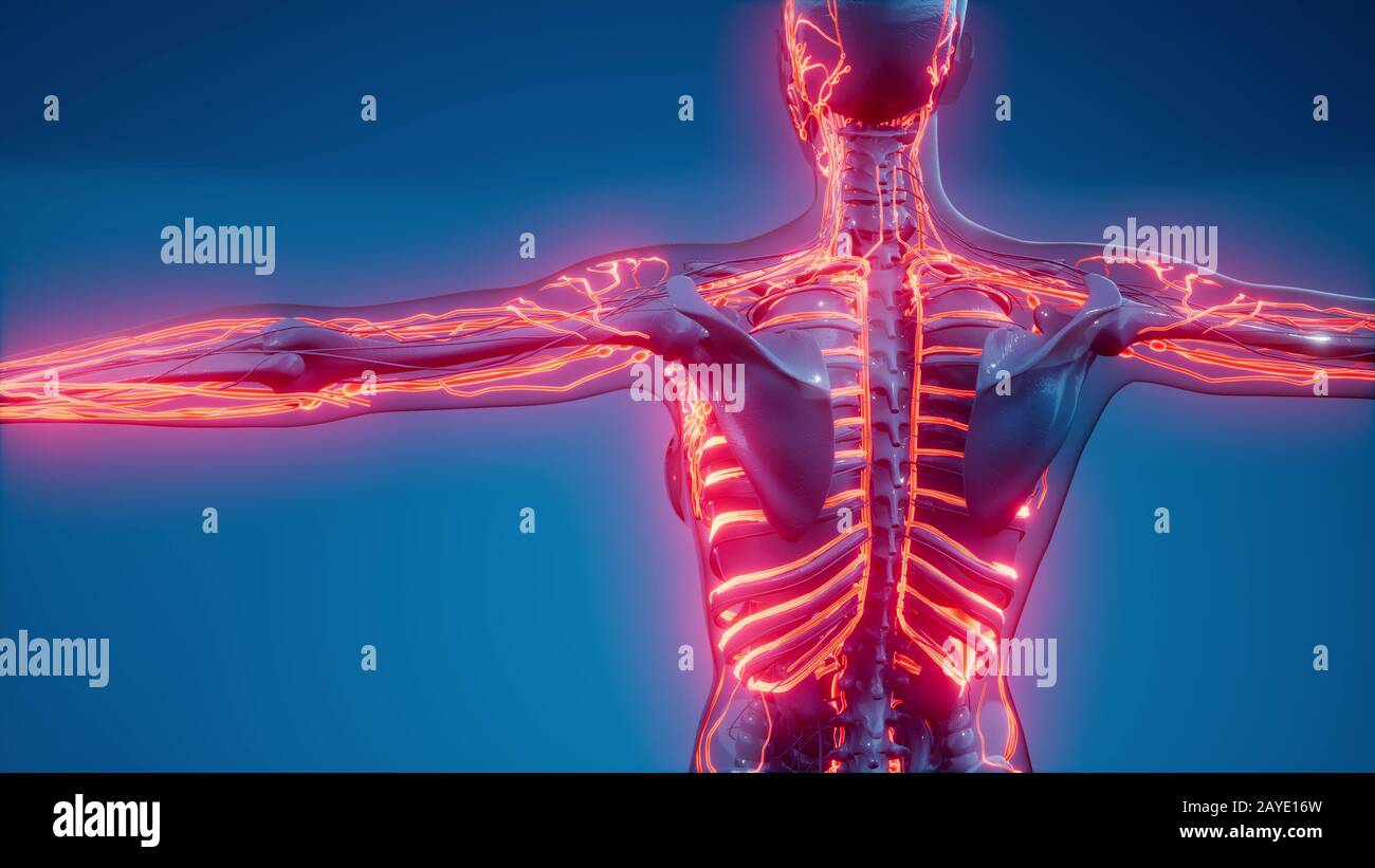 Blood Vessels of Human Body Stock Photo - Alamy