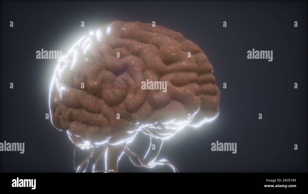 animated model of human brain Stock Photo - Alamy