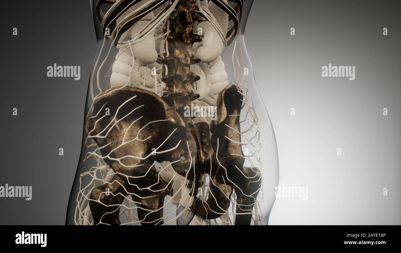 Transparent Human Body with Visible Bones Stock Photo - Alamy