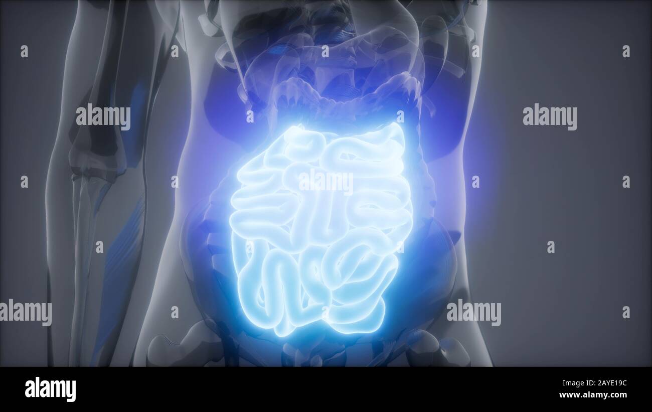 Human Small Intestine Radiology Exam Stock Photo - Alamy